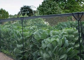 Fruit & Vegetable Cages - Harrod Horticultural