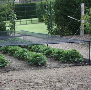 Fruit & Vegetable Cages - Harrod Horticultural