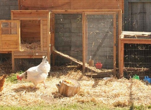 Chicken Cages by Harrod Horticultural