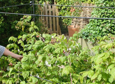 Fruit Support Frames - Harrod Horticultural UK