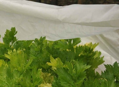 Garden Fleece & Plant Jackets - Harrod Horticultural