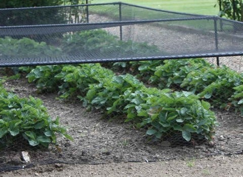 Strawberry Cages - Plant Protection by Harrod Horticultural