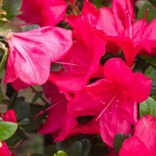 Azalea Mothers Day - Harrod Horticultural