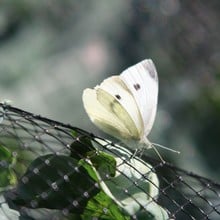 Butterfly Netting Rigid Plastic Mesh - Harrod Horticultural (UK)