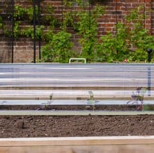 Harrod Longrow Cloche - Harrod Horticultural