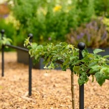 Harrod Step Over Support - Plant Supports at Harrod Horticultural