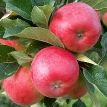 Organic Katy Apple Trees - Harrod Horticultural