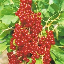 Redcurrants Rovada - Harrod Horticultural