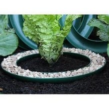 Slug Moats - Harrod Horticultural