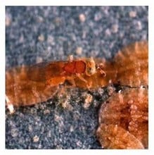 Soft Scale Insect Killer - Harrod Horticultural