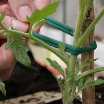 Plant Wires and Tree Ties - Harrod Horticultural