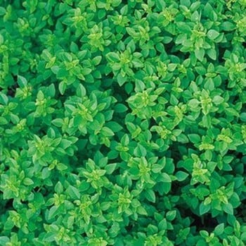 Greek Basil - Organic Herb Plants by Harrod Horticultural