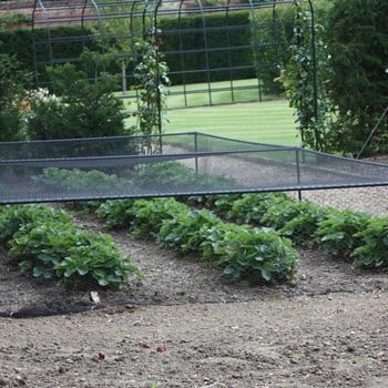 Strawberry Cages - Plant Protection by Harrod Horticultural