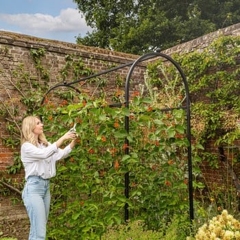 Vegetable Support Frames - Harrod Horticultural