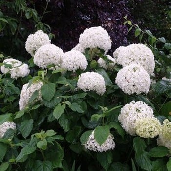 hydrangea annabelle uk