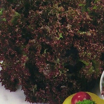 Lettuce Lollo Rosso - Plants by Harrod Horticultural