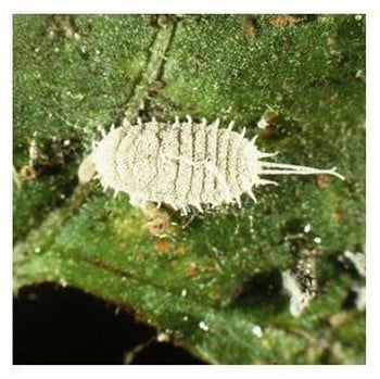 Mealy Bug Killer Pest Control - Harrod Horticultural