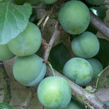 Organic Cambridge Gage Tree - Harrod Horticultural