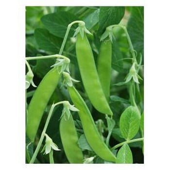 Organic Norli Pea Seeds - Harrod Horticultural (UK)