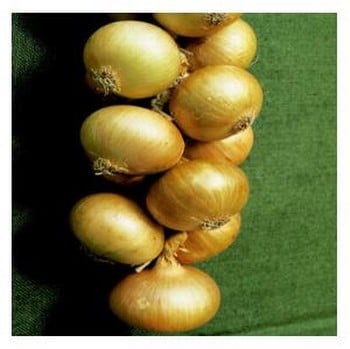Organic Sturon Onion Seeds - Harrod Horticultural