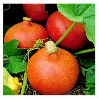 Organic Uchiki Kuri Squash Seeds - Harrod Horticultural (UK)