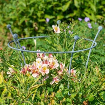 Southwold Trumpet Peony Plant Support - Harrod Horticultural