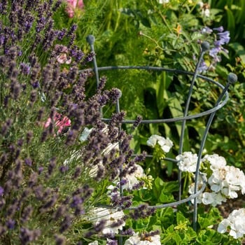 Southwold Trumpet Peony Plant Support - Harrod Horticultural