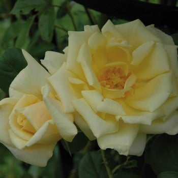 Stamfords Sanctuary Climbing Rose - Harrod Horticultural