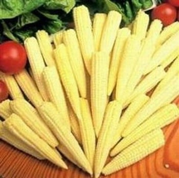 Sweetcorn Minipop - Organic Plant Packs - Harrod Horticultural