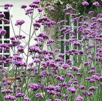 verbena uk