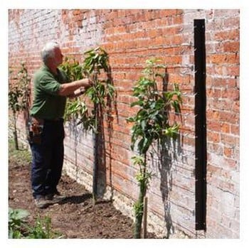 Wall Mounted Wire Growing System - Harrod Horticultural