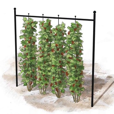 Fruit Support Frames - Harrod Horticultural UK