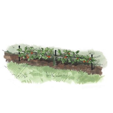 Autumn Raspberry Support Frames - Harrod Horticultural