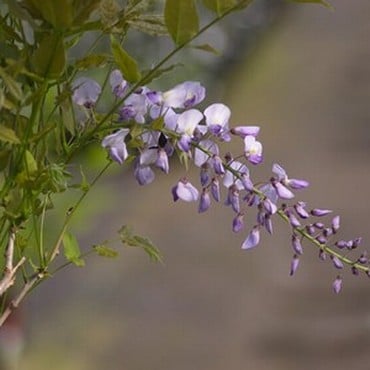 Wisteria Umbrella Plant Support - Harrod Horticultural