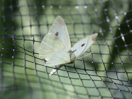 Butterfly Netting - Plant Protection at Harrod Horticultural