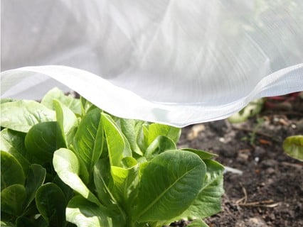 Insect Mesh Netting - Plant Protection by Harrod Horticultural
