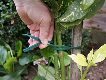 Plant Wires and Tree Ties - Harrod Horticultural