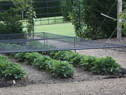 Strawberry Cages - Plant Protection by Harrod Horticultural