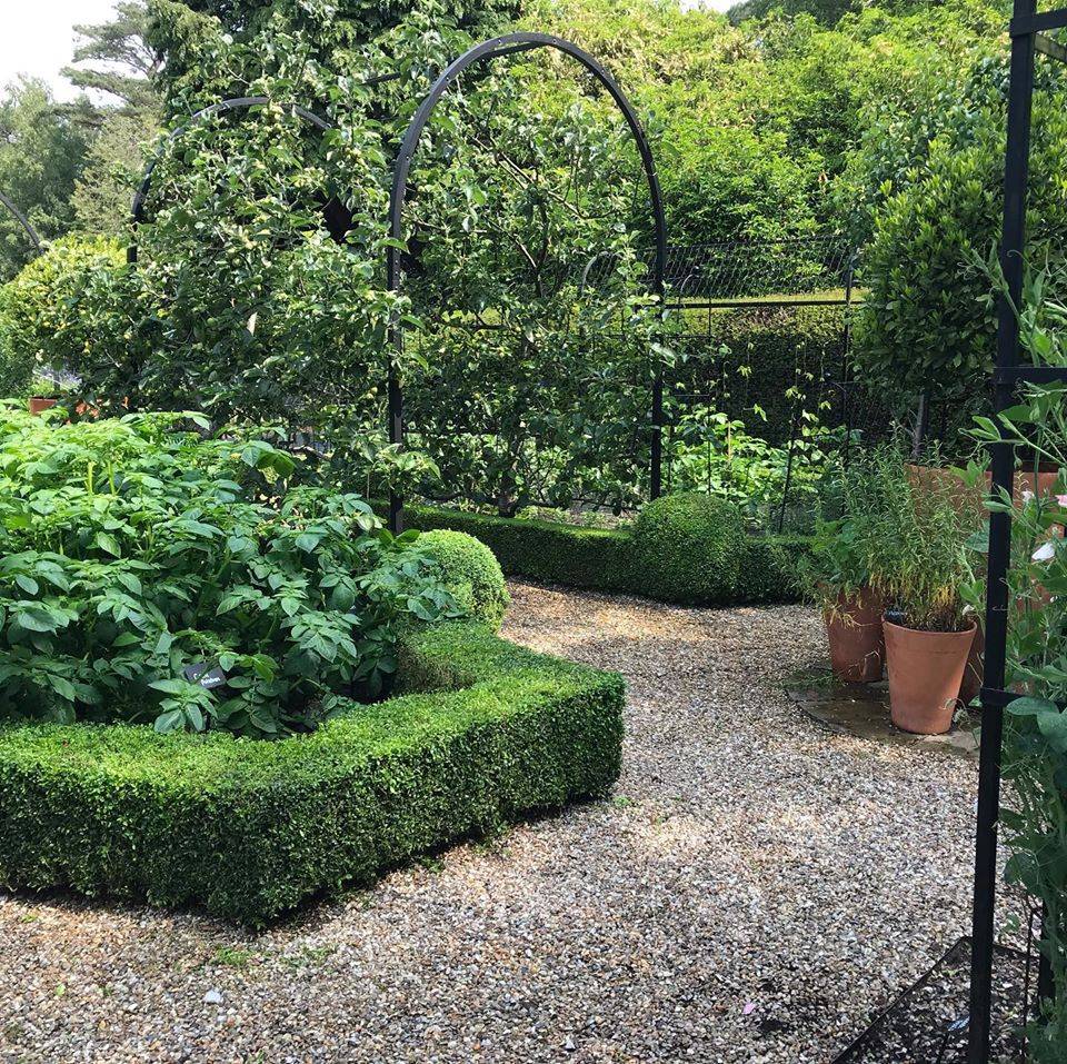 Box hedge trimming in the Kitchen Garden - Harrod Horticultural