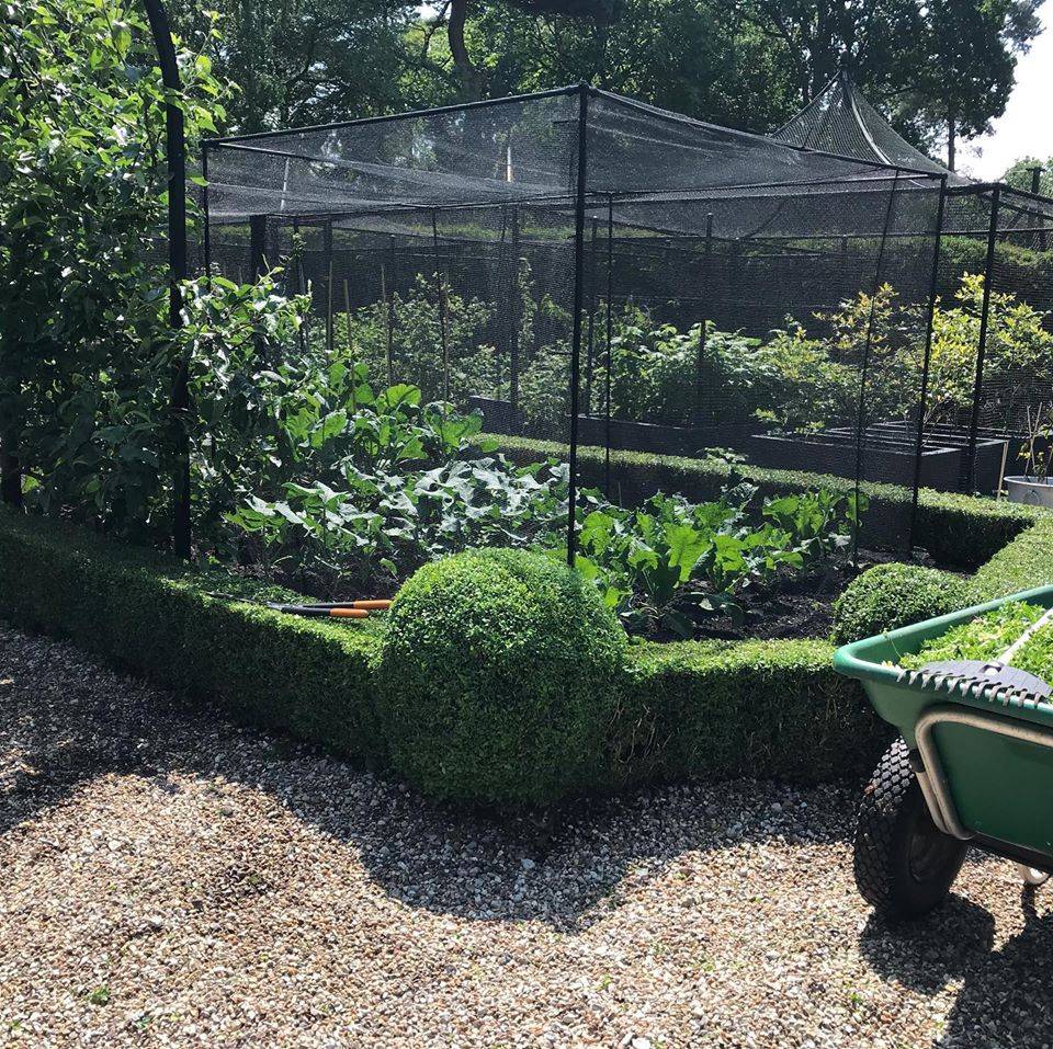 Box hedge trimming in the Kitchen Garden - Harrod Horticultural