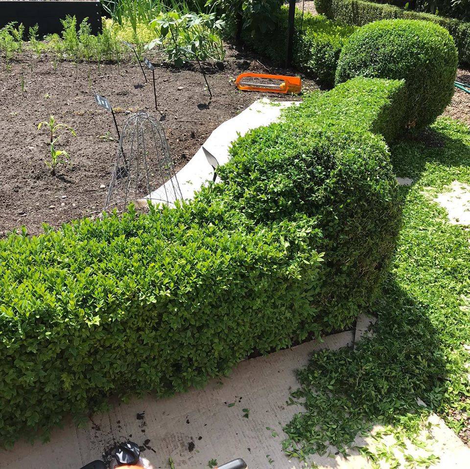 Box hedge trimming in the Kitchen Garden - Harrod Horticultural