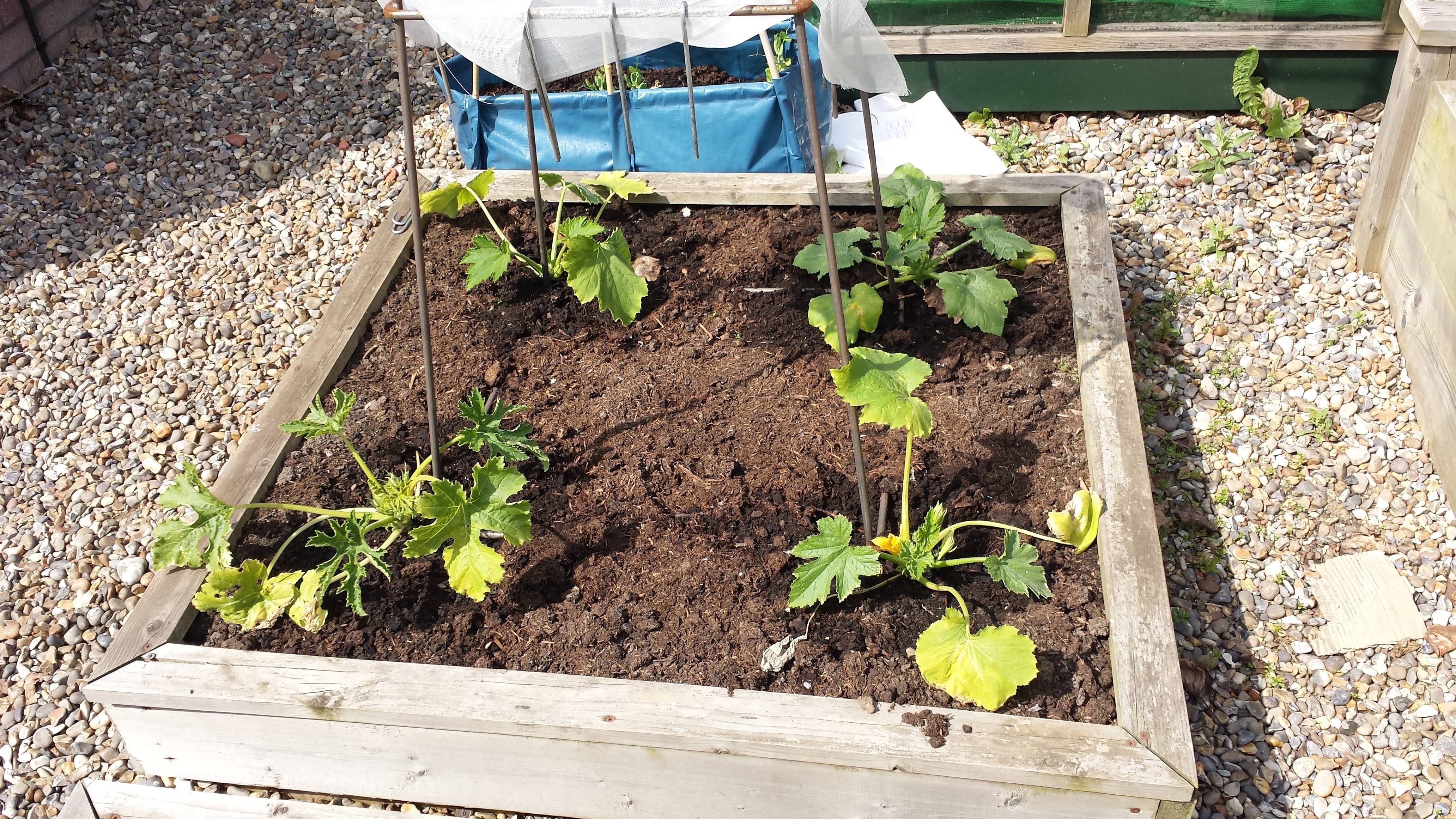 Courgettes are making a comeback - another busy week in the Harrod HQ ...
