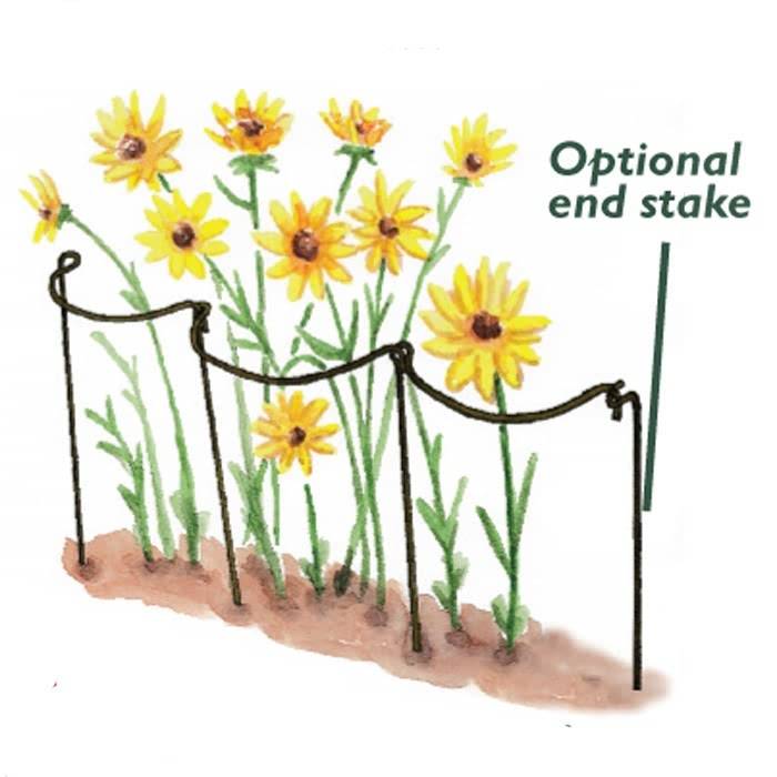 Achillea Cloth of Gold Herbaceous Perennial - Harrod Horticultural