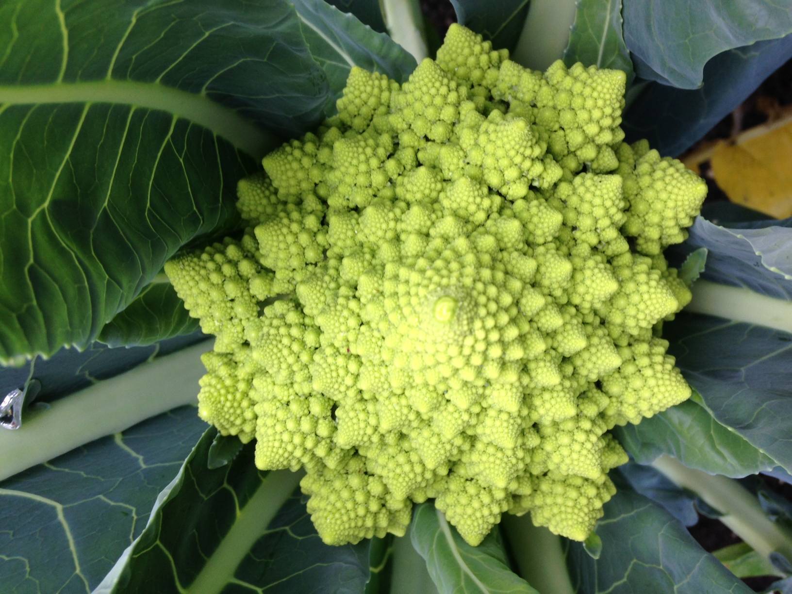 Weekly Kitchen Garden Blog - Amazing Romanesco Cauliflower