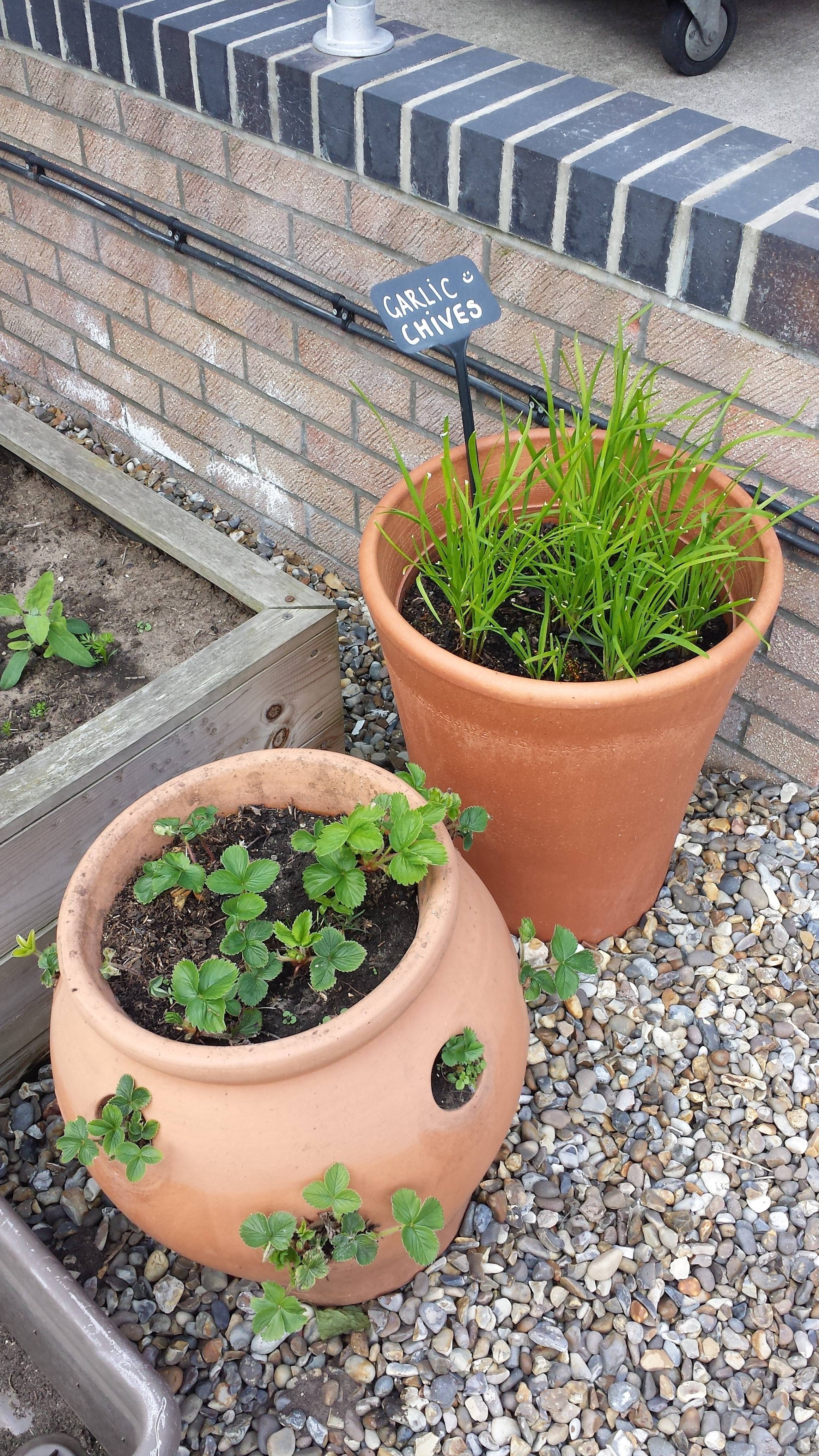 Courgettes are making a comeback - another busy week in the Harrod HQ ...