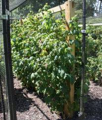 Raspberry Support Frame