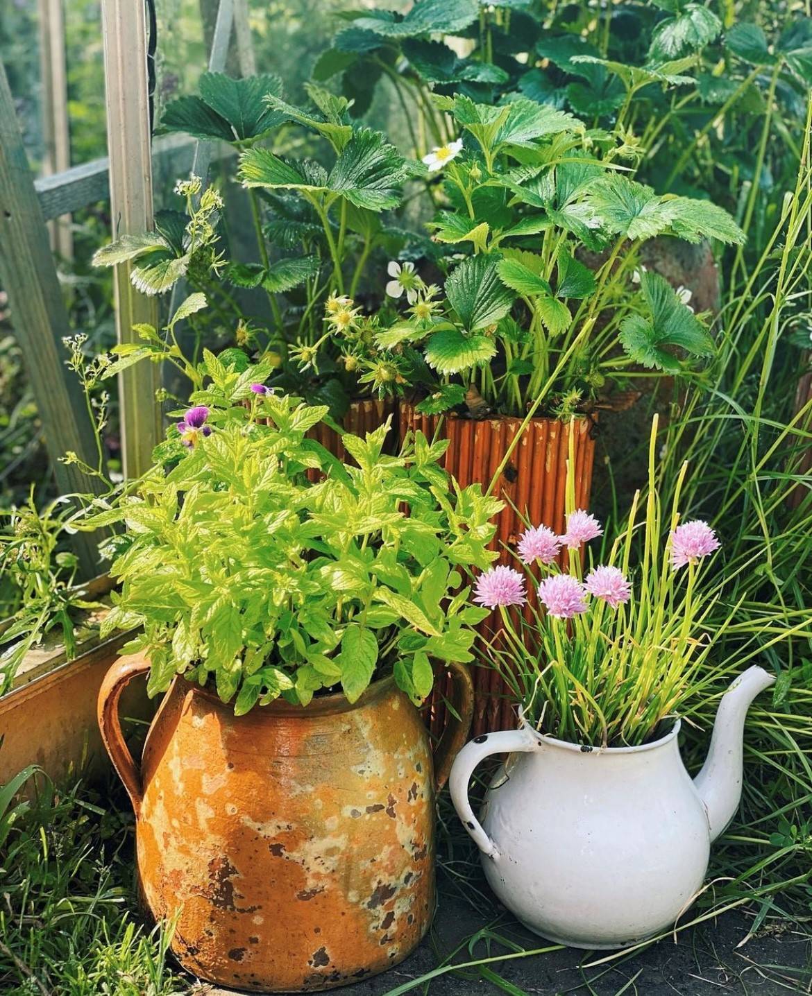 Organic Growing with Anna Greenland! Q&A - Harrod Horticultural