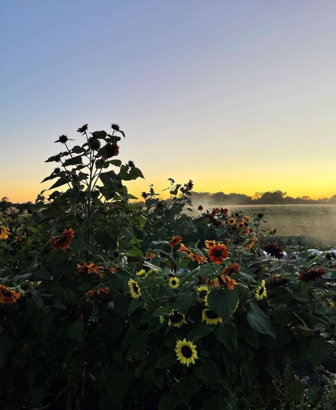 Organic Growing with Anna Greenland! Q&A - Harrod Horticultural