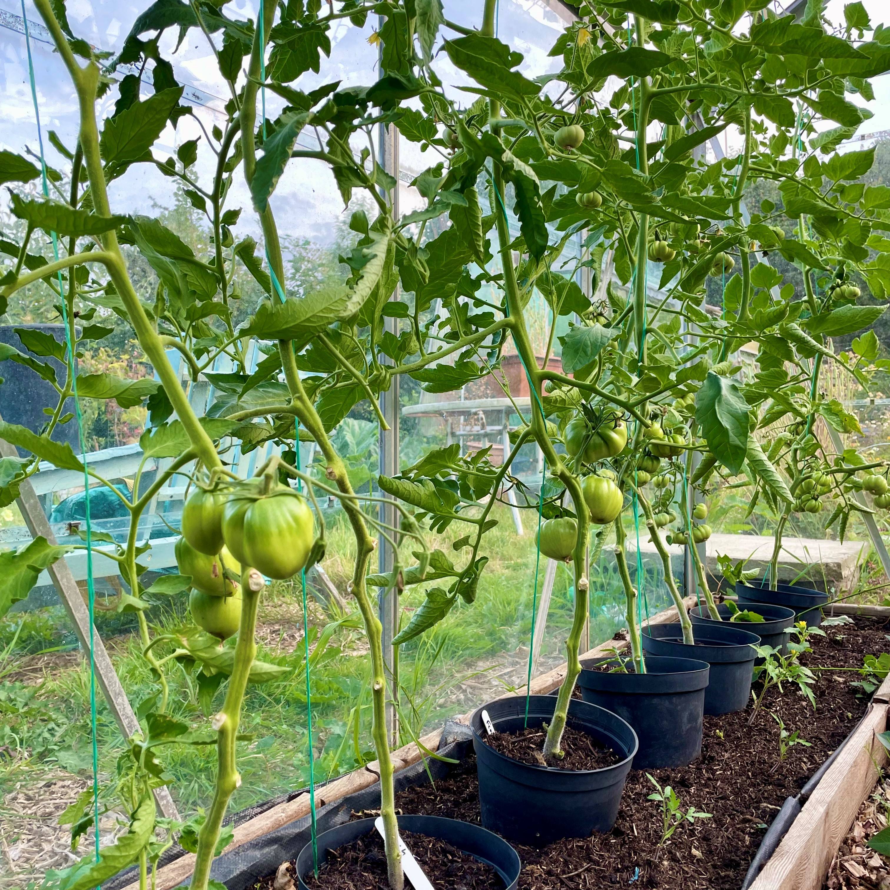 Ben Thornton - July Allotment Advice - Harrod Horticultural