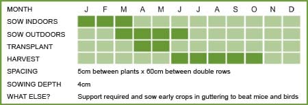 Organic Norli Pea Seeds - Harrod Horticultural (UK)